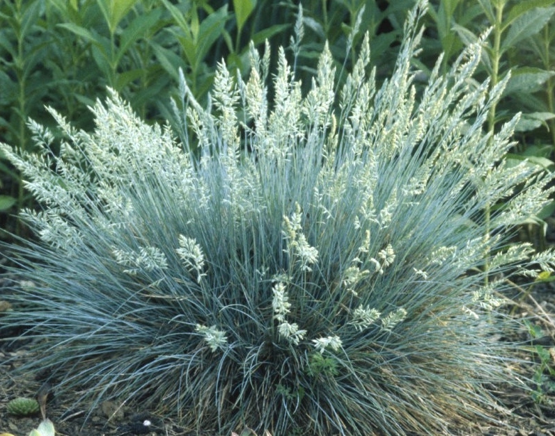 Фестука сиза festuca glauca | Трави | Сад твоєї мрії.